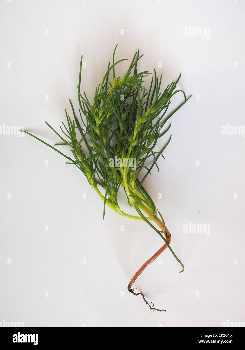 agretti (Salsola soda) vegetables food Stock Photo - Alamy