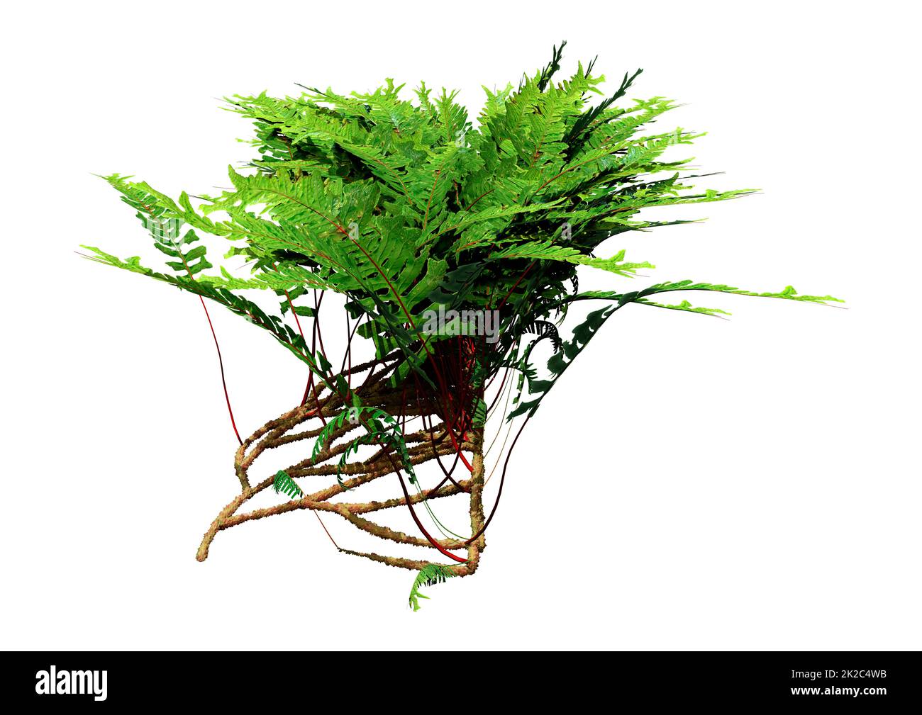3D Rendering Fern Plant on White Stock Photo - Alamy