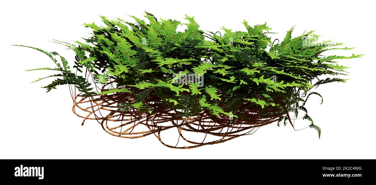 3D Rendering Fern Plant on White Stock Photo - Alamy