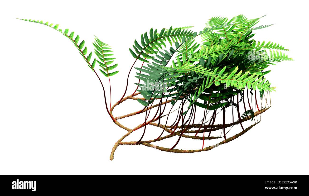 3D Rendering Fern Plant on White Stock Photo - Alamy
