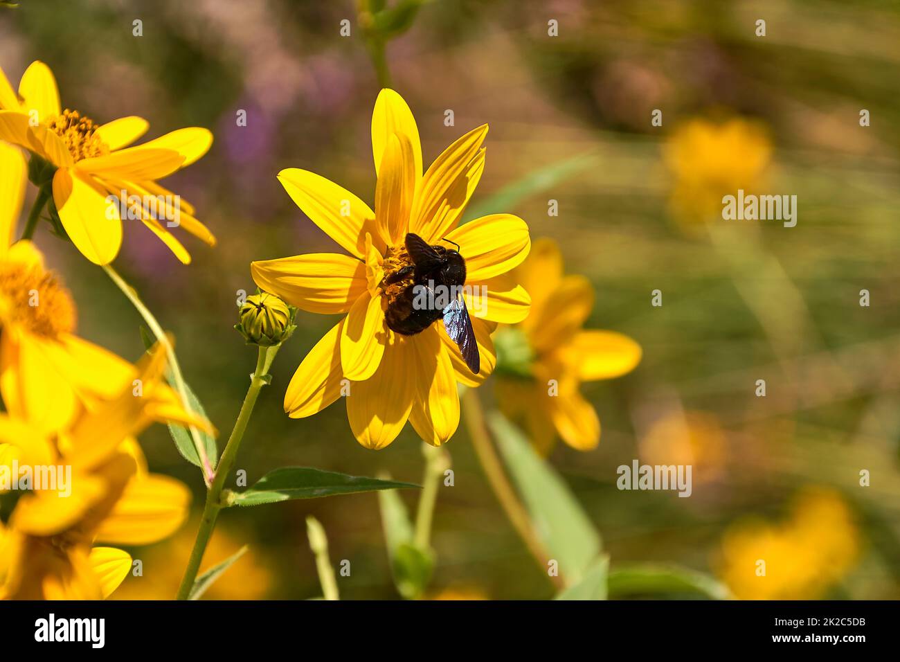 Large bee pollinating on a yellow daisy Stock Photo - Alamy