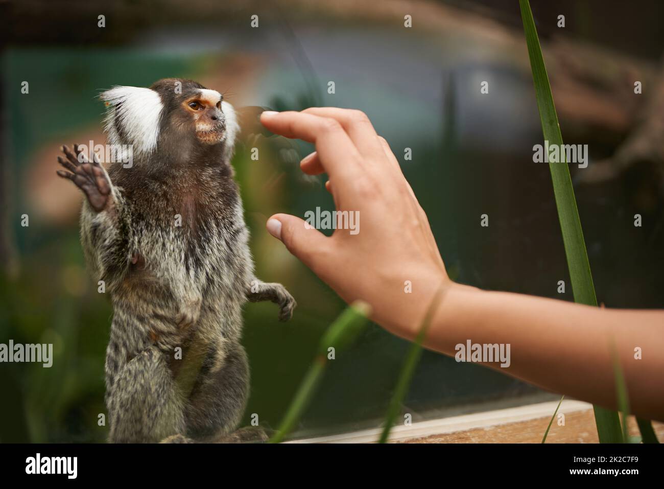 Monkey zoo reaching out hi-res stock photography and images - Alamy