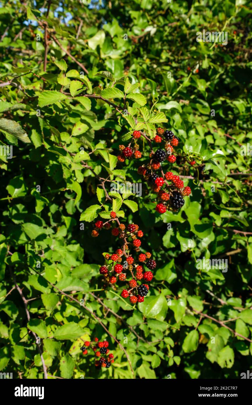 Mulberry tree flower hi-res stock photography and images - Alamy
