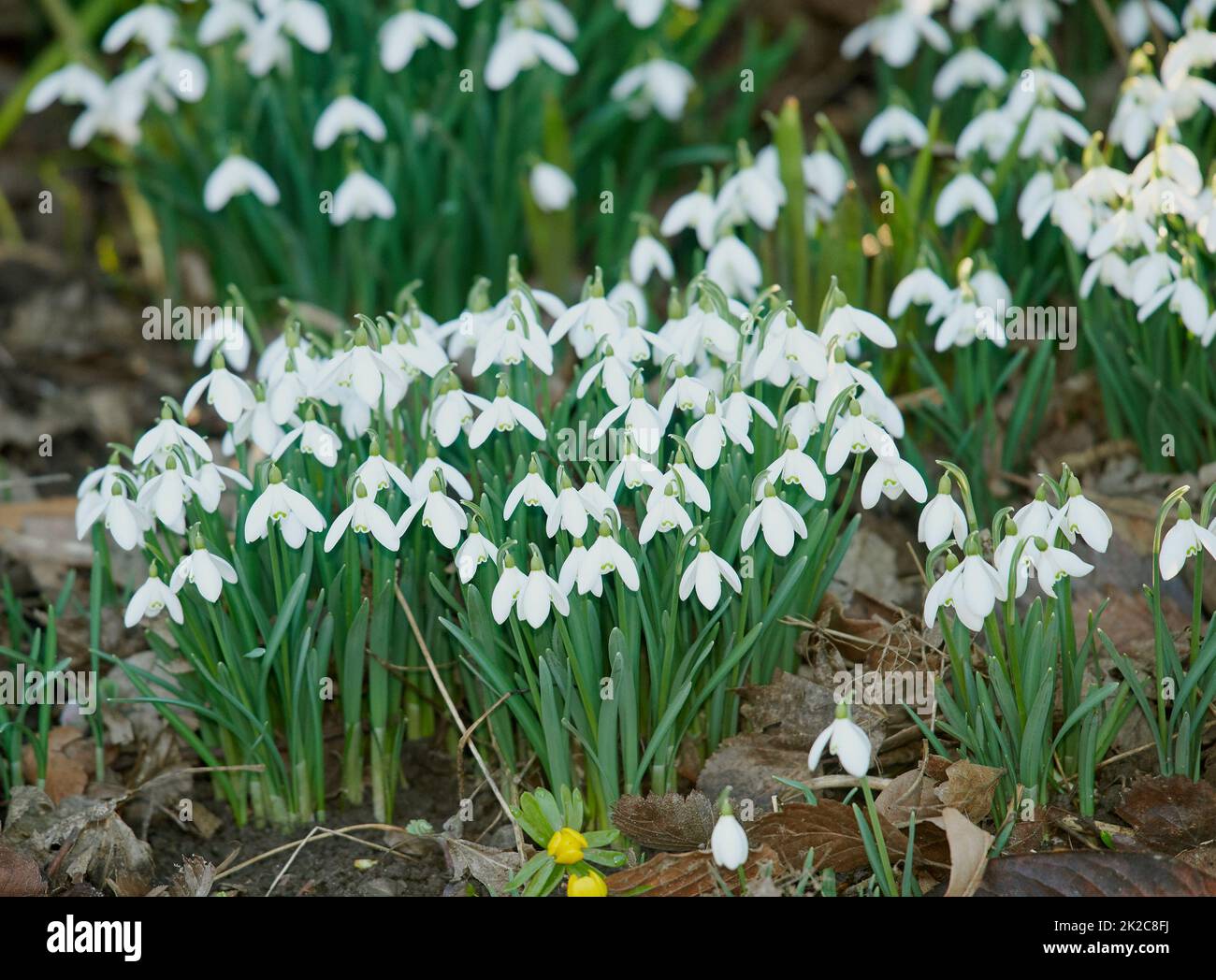 Carl linnaeus plant hi-res stock photography and images - Alamy