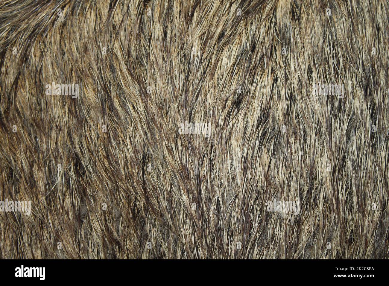 Boar hair hi-res stock photography and images - Alamy