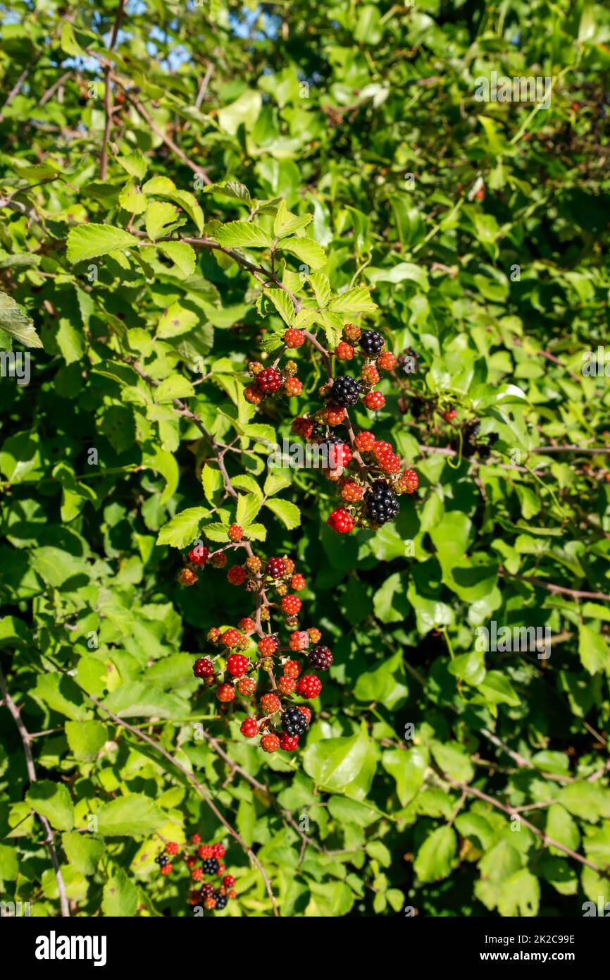 Blooming mulberry tree. Black and red mulberries on the branch of tree ...