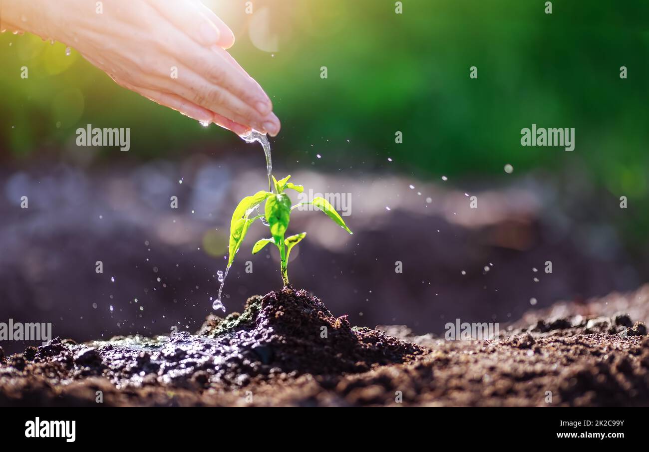 Human hand watering young sprout planted in soil Stock Photo - Alamy