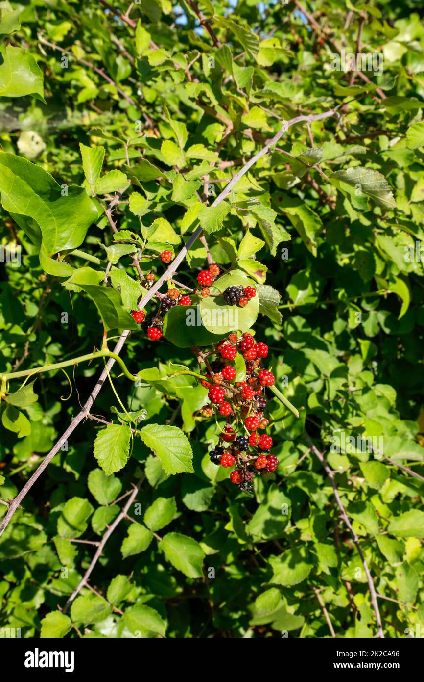Blooming mulberry tree. Black and red mulberries on the branch of tree ...