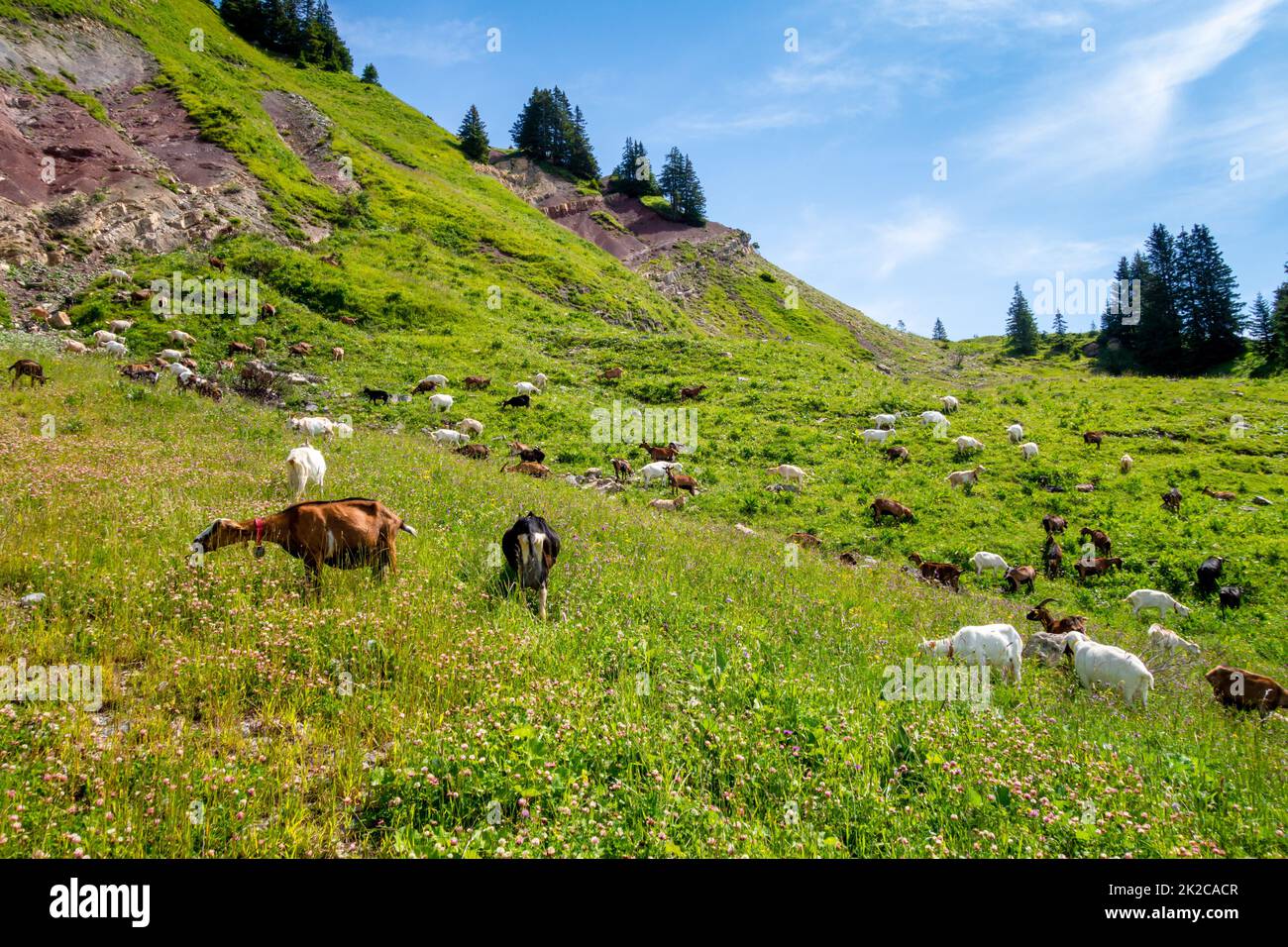 Goats in a field. The Grand-Bornand, France Stock Photo - Alamy