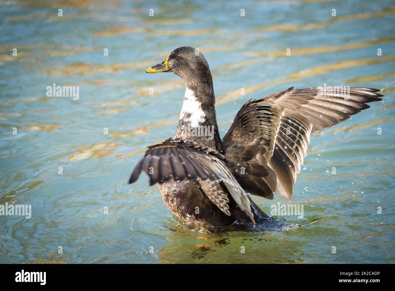 A mallard duck stretching his wings at the waters edge Stock Photo - Alamy