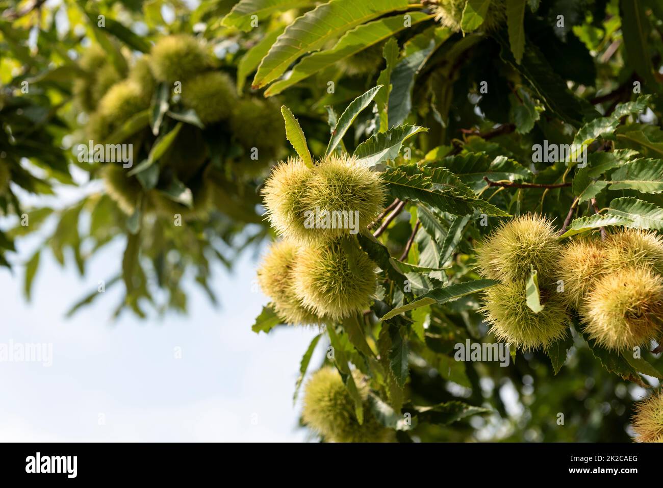 Curly shell hi-res stock photography and images - Alamy
