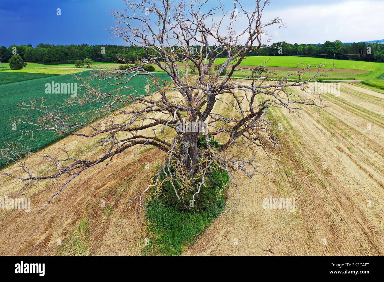 Birds above tree hi-res stock photography and images - Alamy