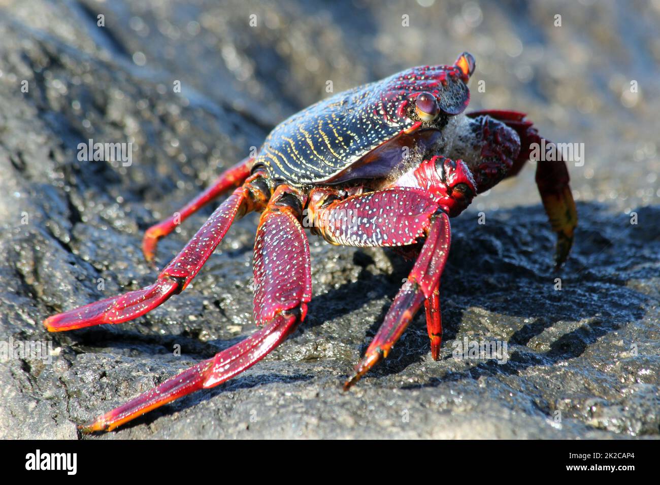 red rock crab Stock Photo - Alamy