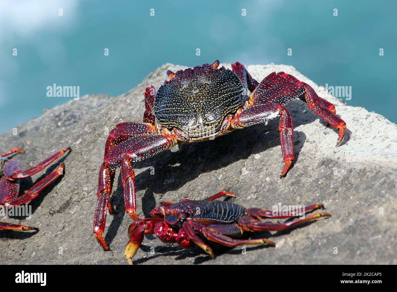 red rock crab Stock Photo - Alamy