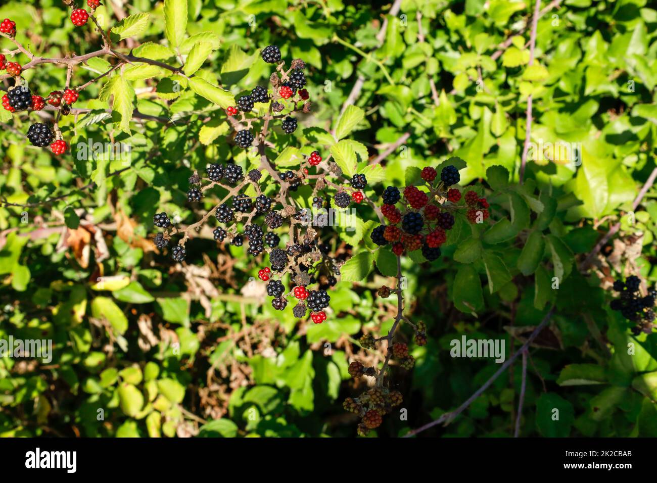 Blooming mulberry tree. Black and red mulberries on the branch of tree ...