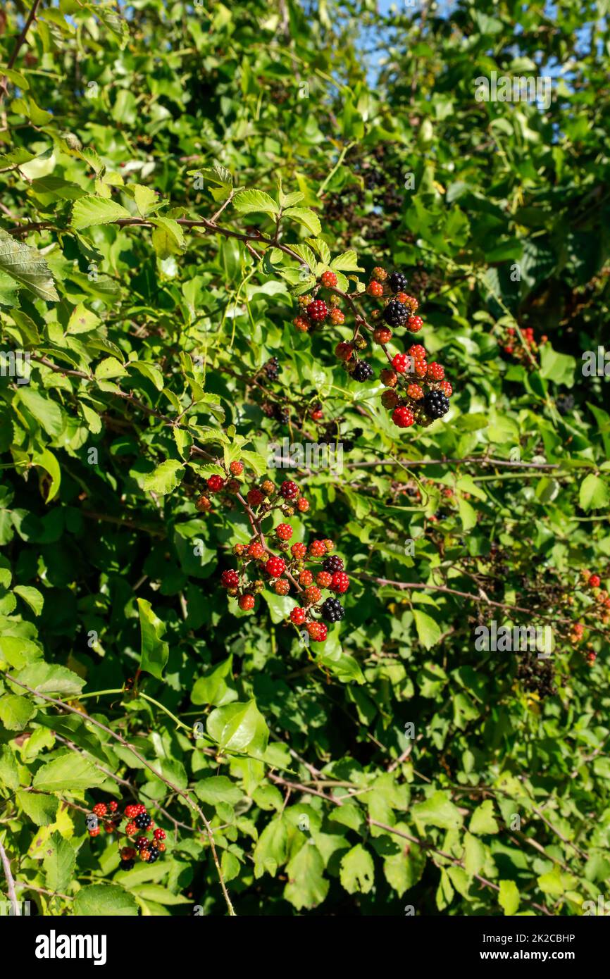 Blooming mulberry tree. Black and red mulberries on the branch of tree ...