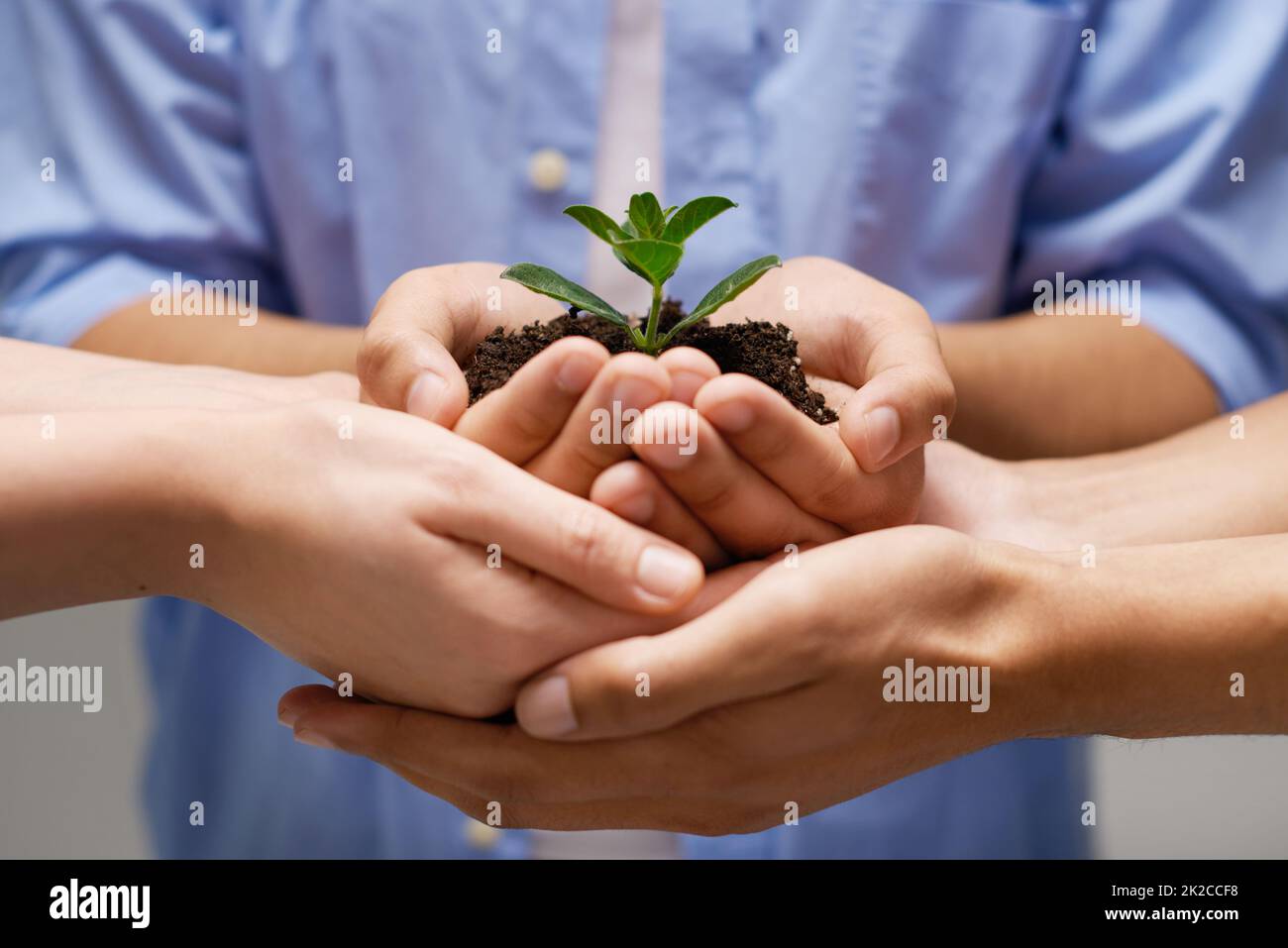 Abstract budding plant hi-res stock photography and images - Alamy