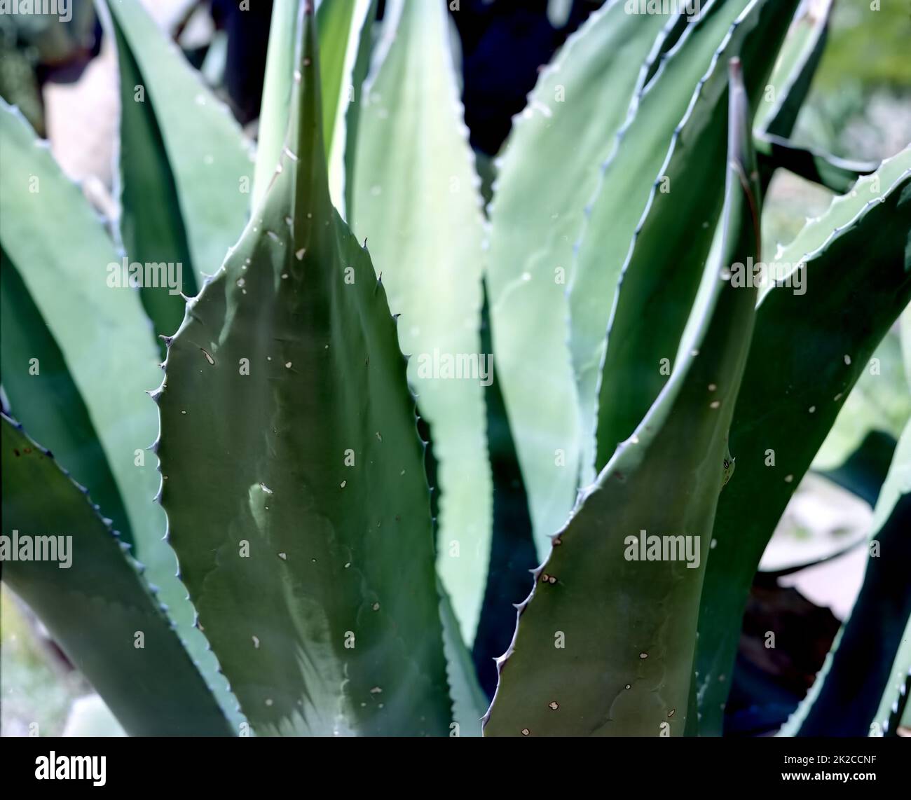 Century Plant Closeup Stock Photo - Alamy