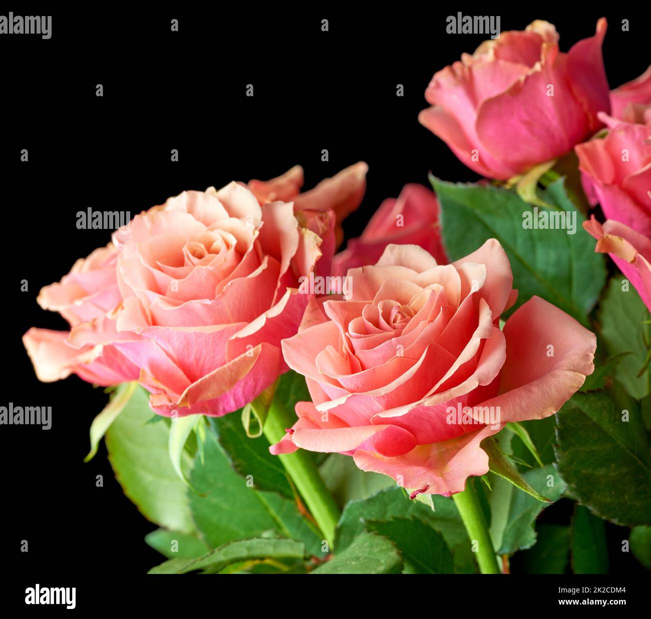 The rose. A beautiful red rose bud against black background Stock Photo ...