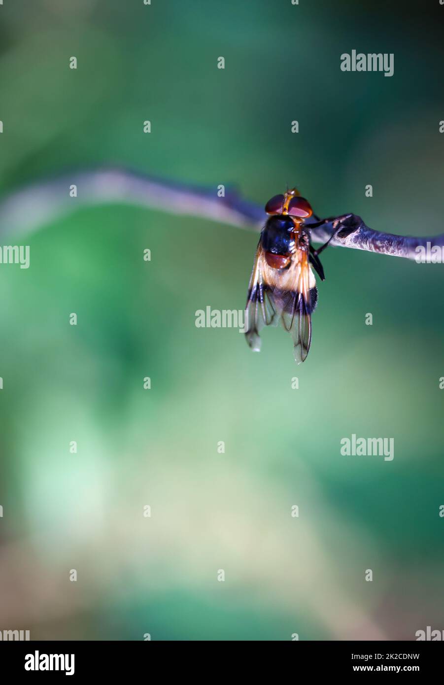 A fly or fly-like insect on a plant Stock Photo - Alamy