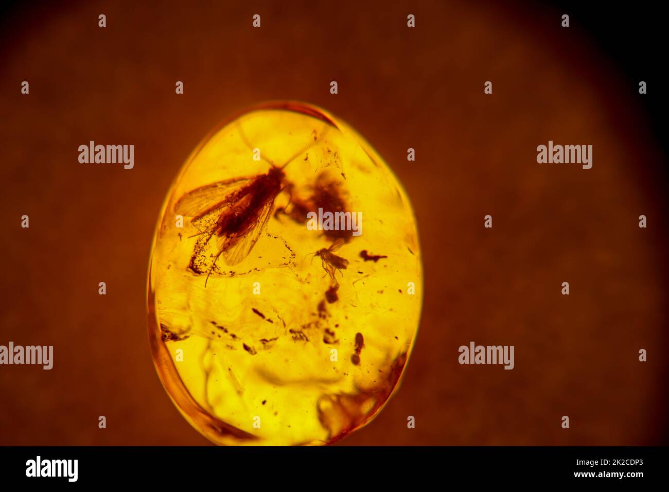 Trapped insects can be seen in a transilluminated amber Stock Photo - Alamy