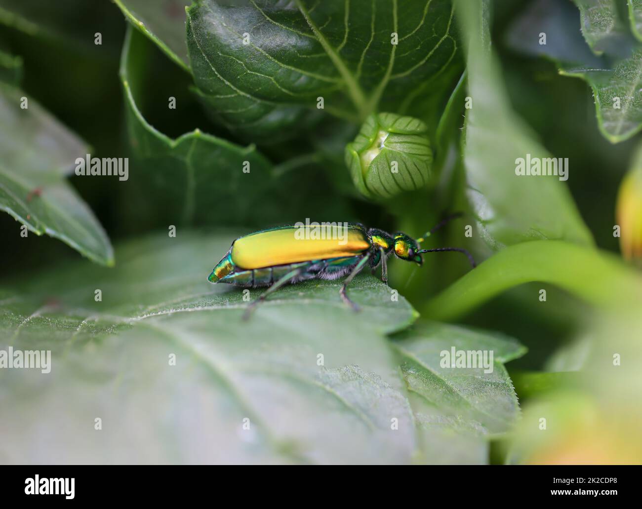 A beetle with green cover wings on a plant Stock Photo - Alamy