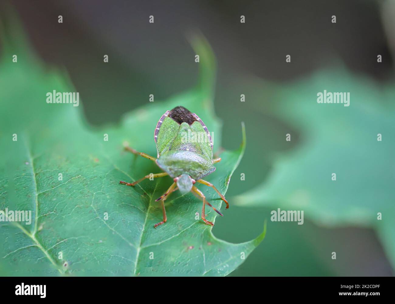 A green bug, stink bug on a plant. Portrait of a bug Stock Photo - Alamy