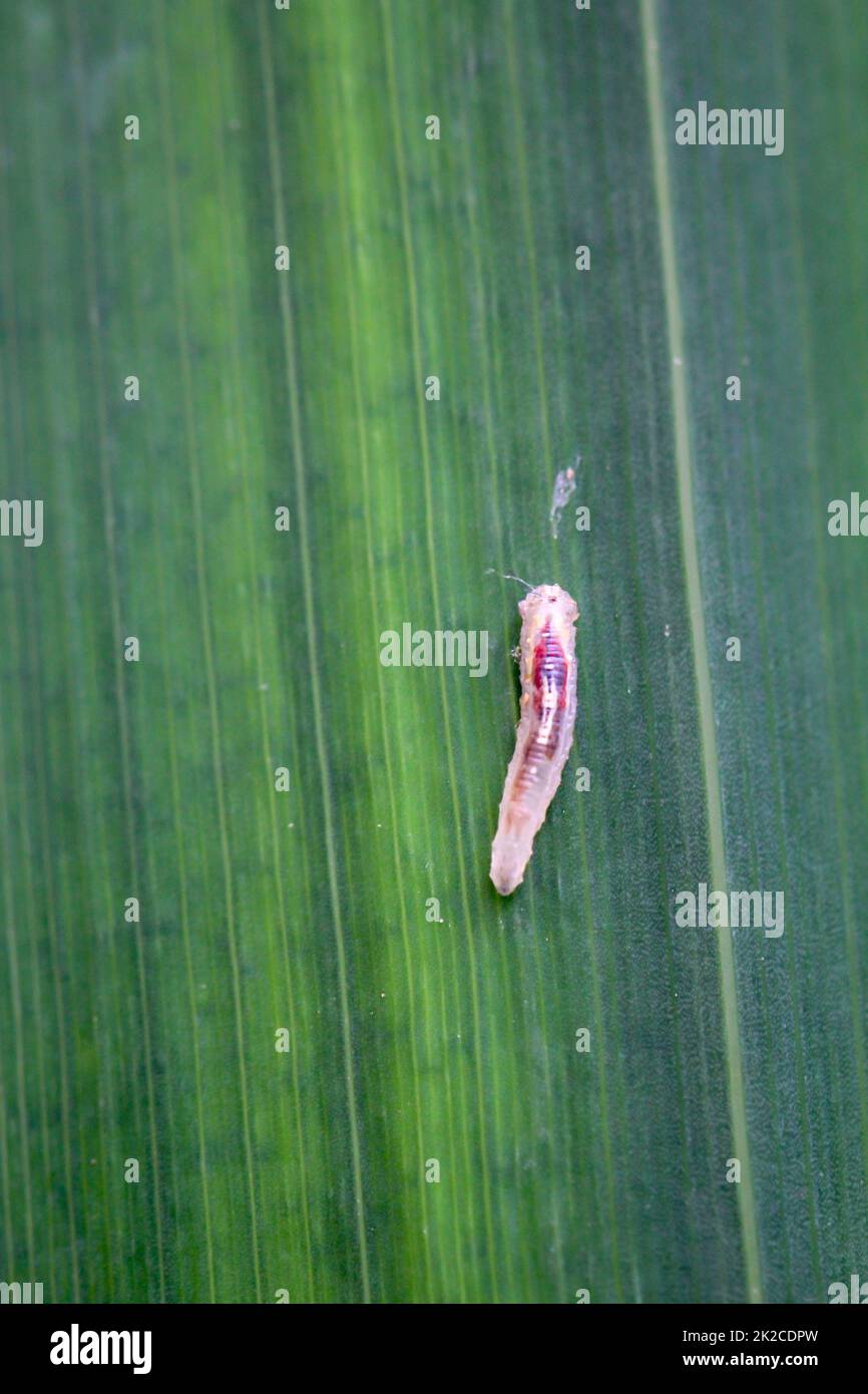 Maggots on the hook hi-res stock photography and images - Alamy