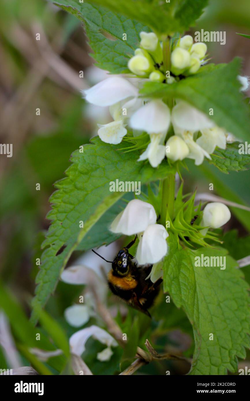 Bumblebee sits on tree hi-res stock photography and images - Alamy