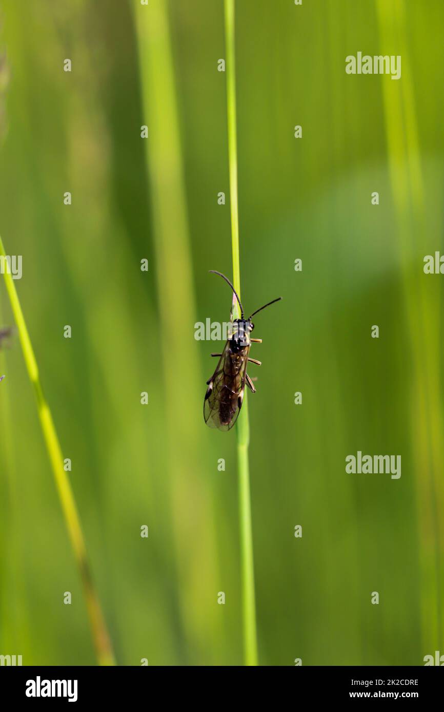 A fly or fly-like insect on a plant Stock Photo - Alamy