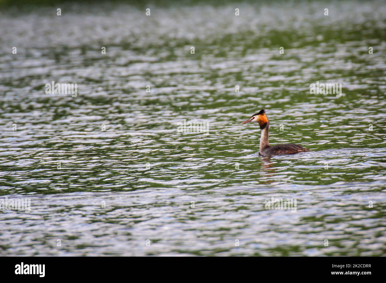 Great Crested Grebe on a pond, Great Crested Grebes are excellent ...