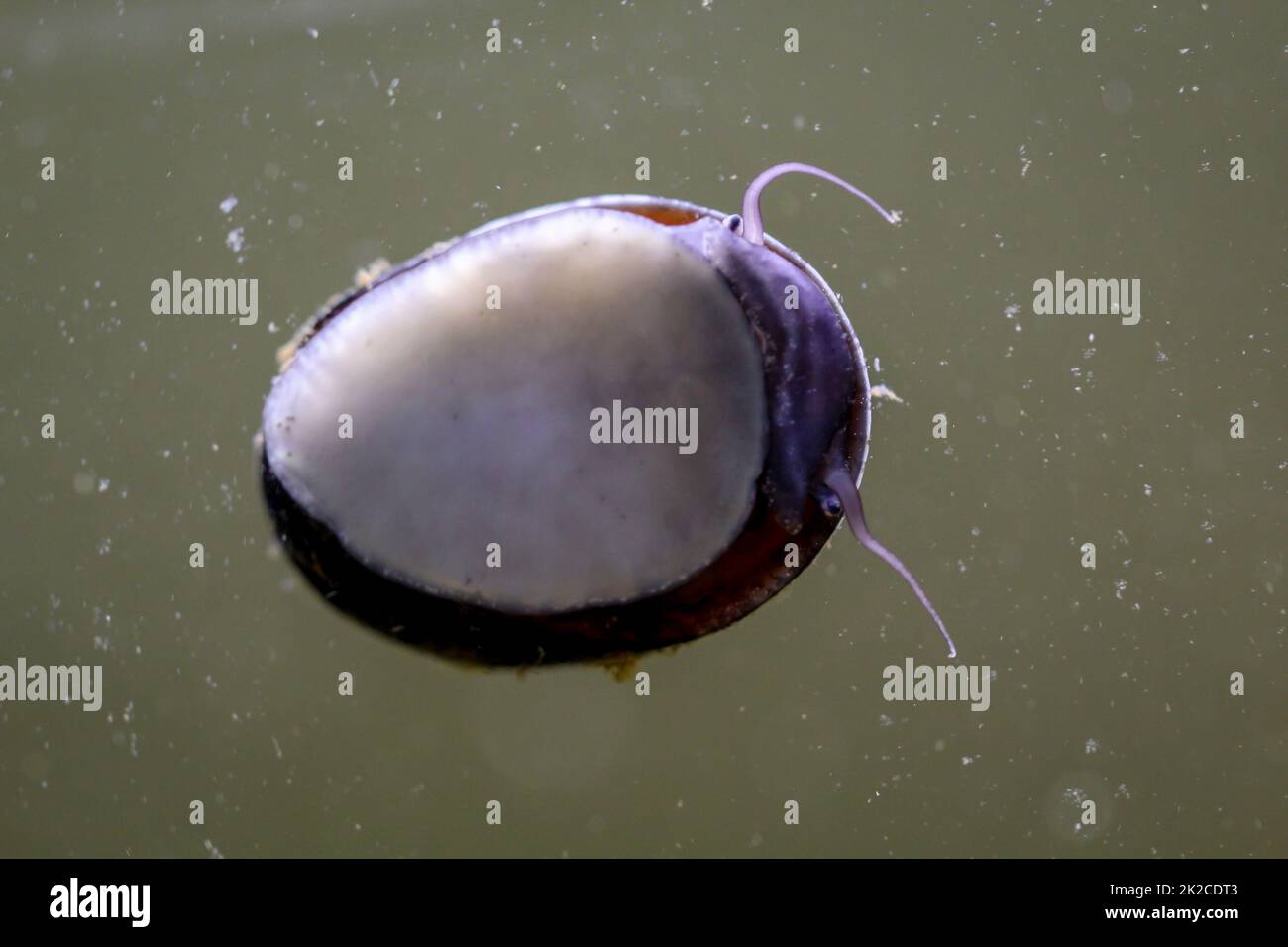A steel helmet snail on the glass in the aquarium. Underside of the ...
