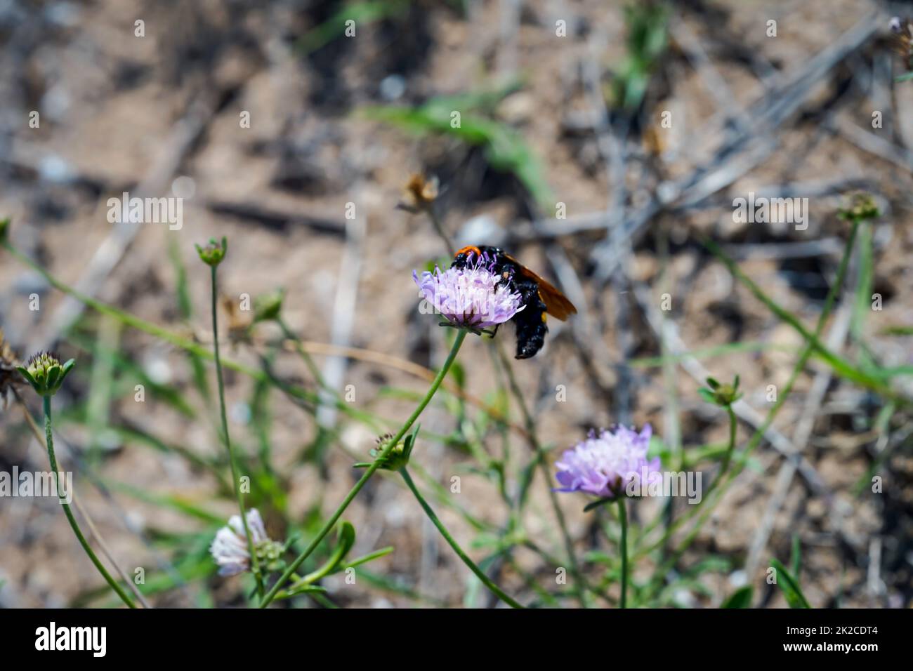 A bee or wasp like insect on a flower Stock Photo - Alamy