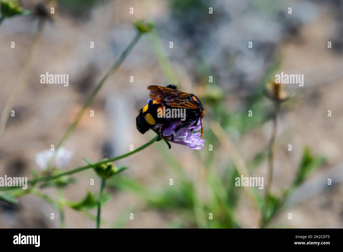 A bee or wasp like insect on a flower Stock Photo - Alamy