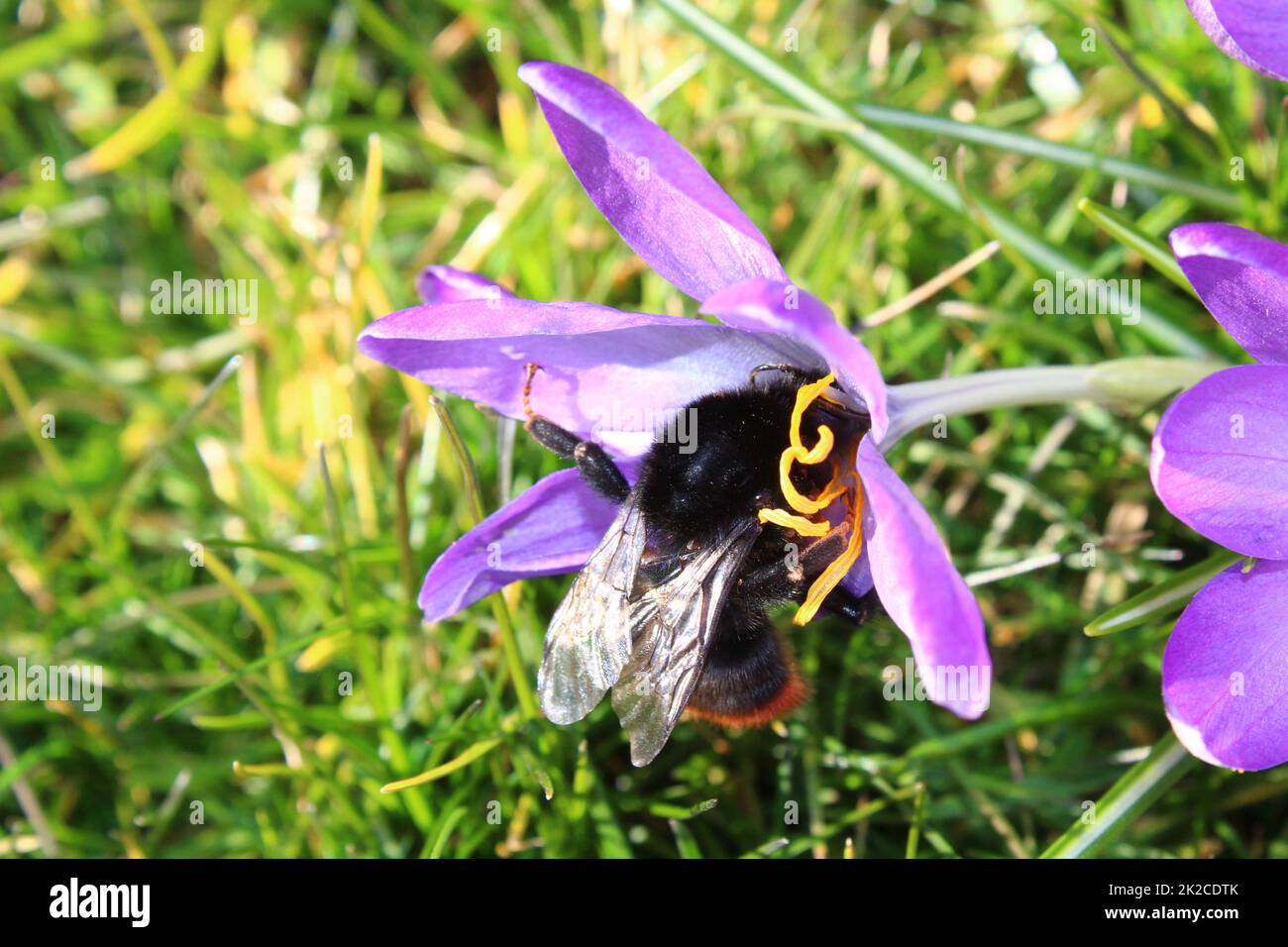 crocus with a bumblebee queen Stock Photo - Alamy