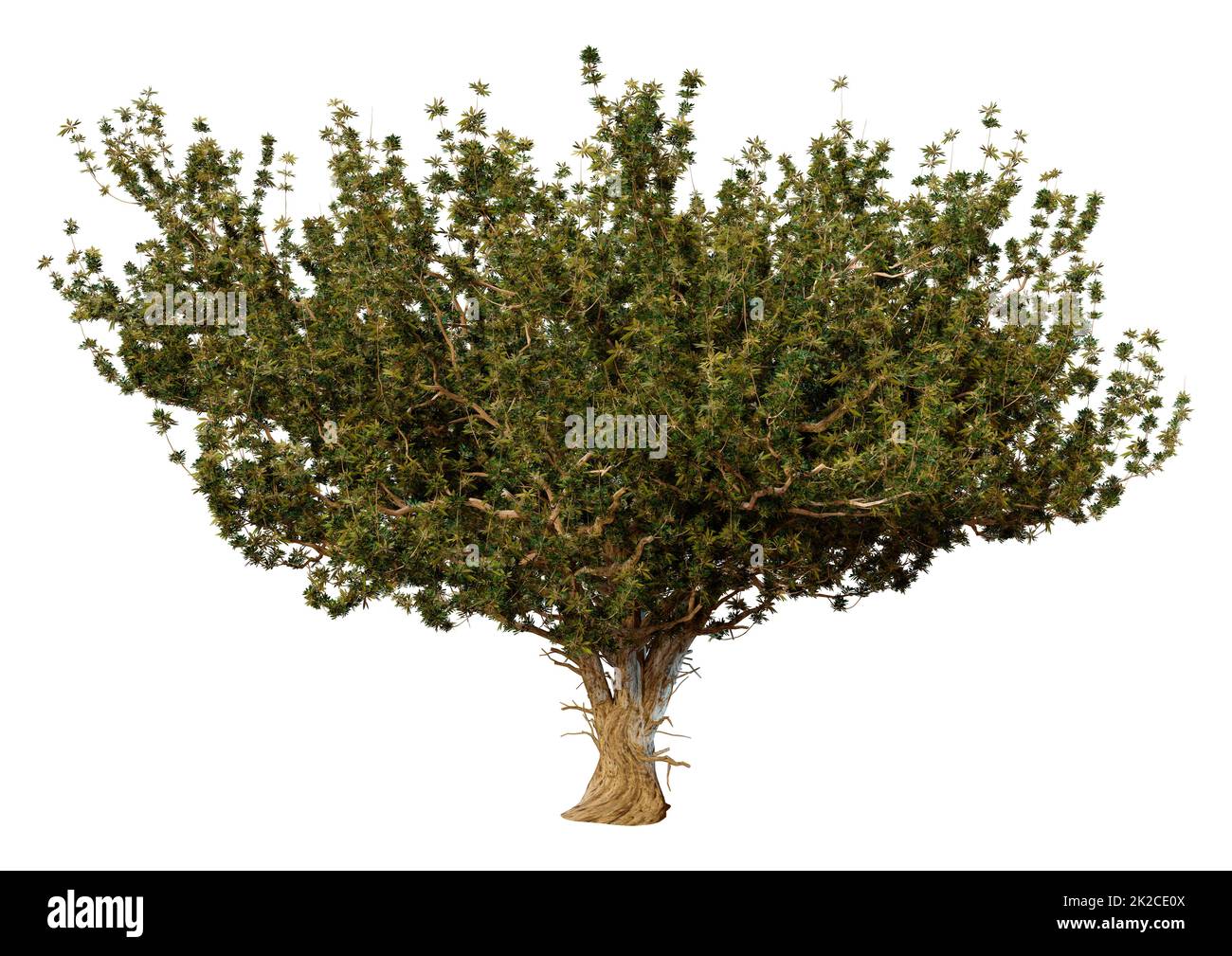 Green isolated olive tree Cut Out Stock Images & Pictures - Alamy