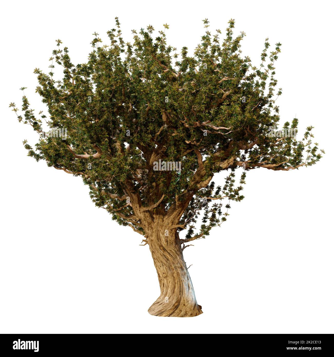 3D Rendering Olive Tree on White Stock Photo - Alamy