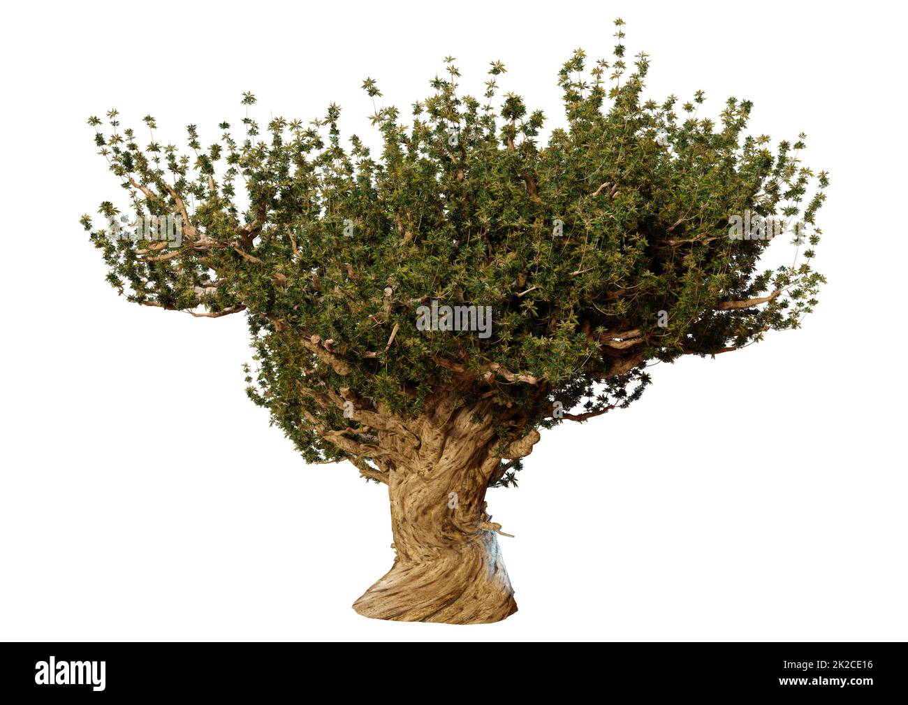 Olive tree white isolated Cut Out Stock Images & Pictures - Alamy