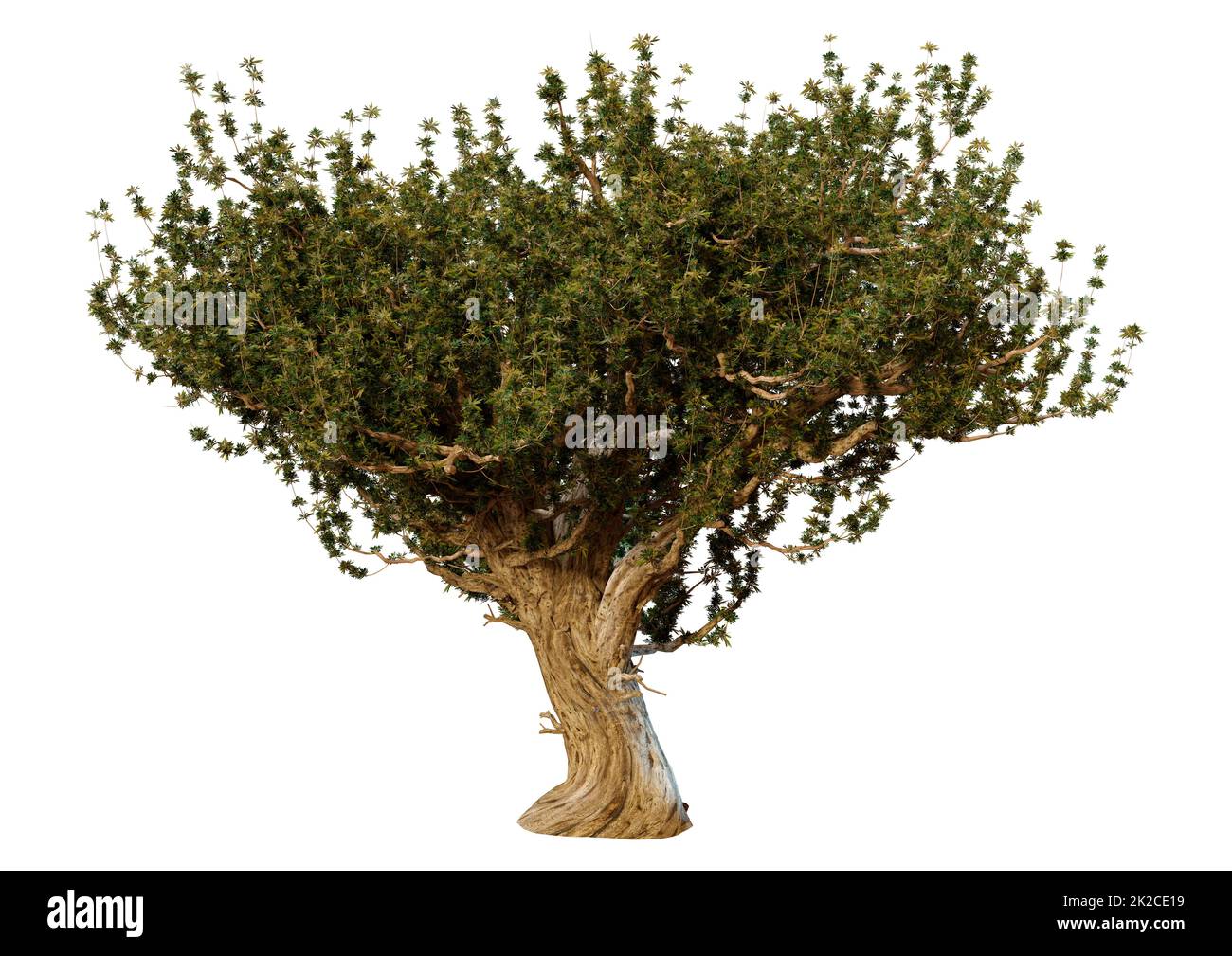 3D Rendering Olive Tree on White Stock Photo - Alamy