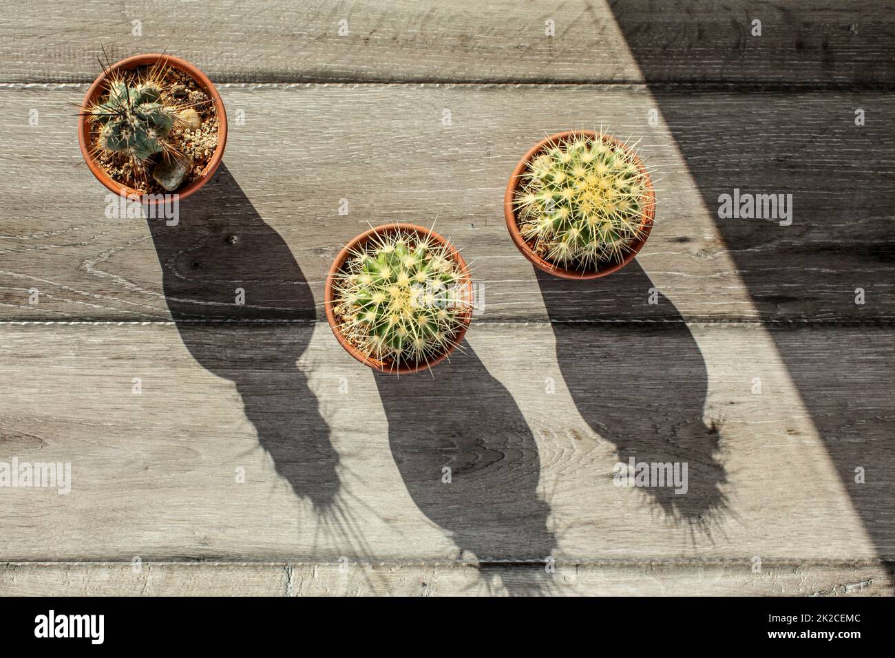 Tabletop view, three small cactus pots on gray wood desk, morning sun ...
