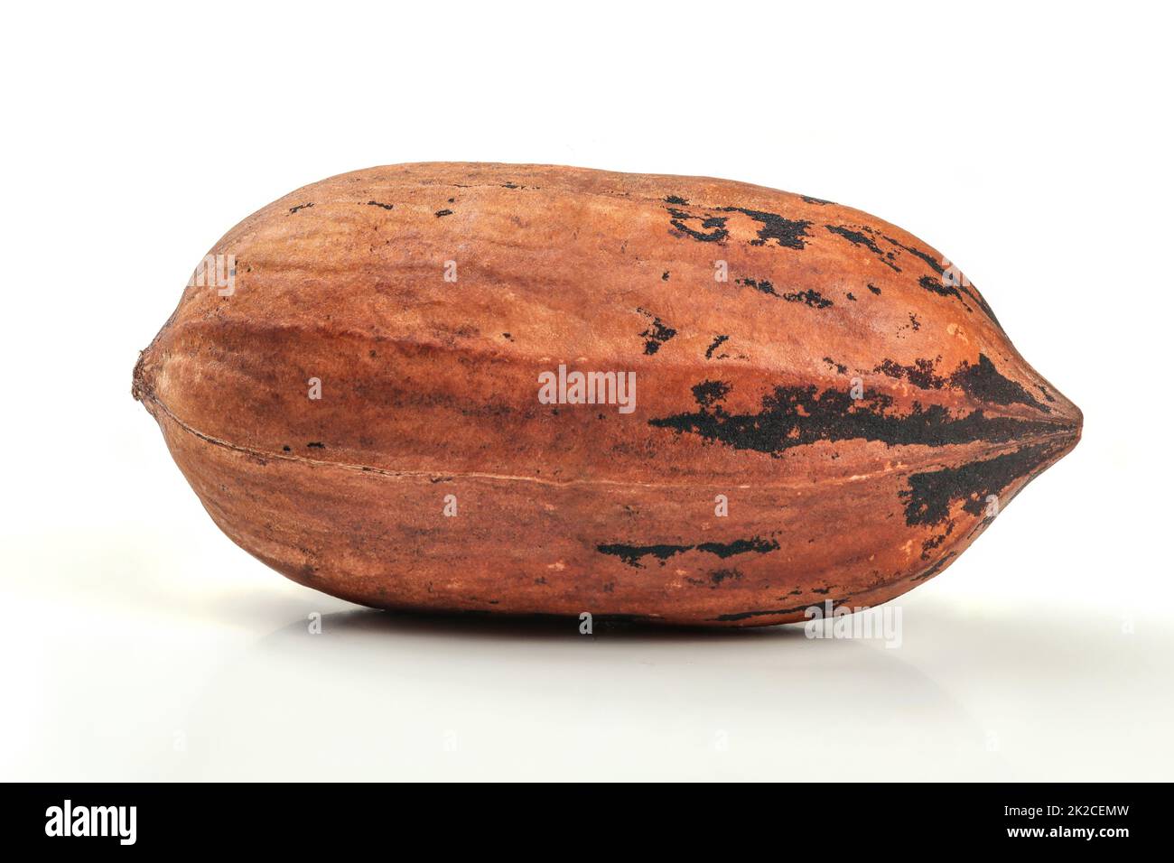 Single whole pecan (Carya illinoinensis) nut in shell, isolated on ...