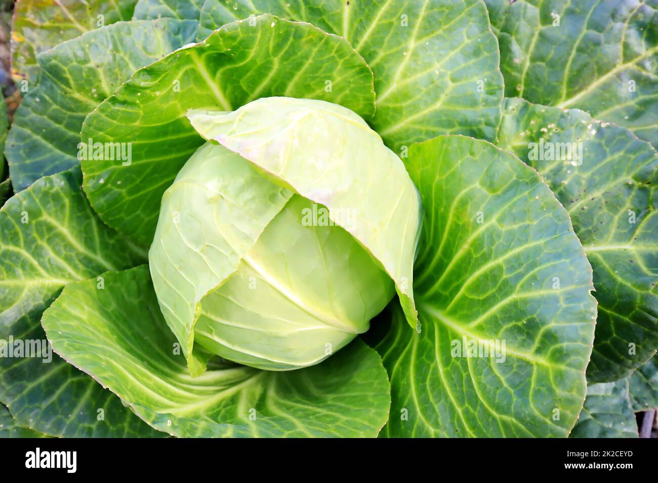 White cabbage just before harvest Stock Photo - Alamy