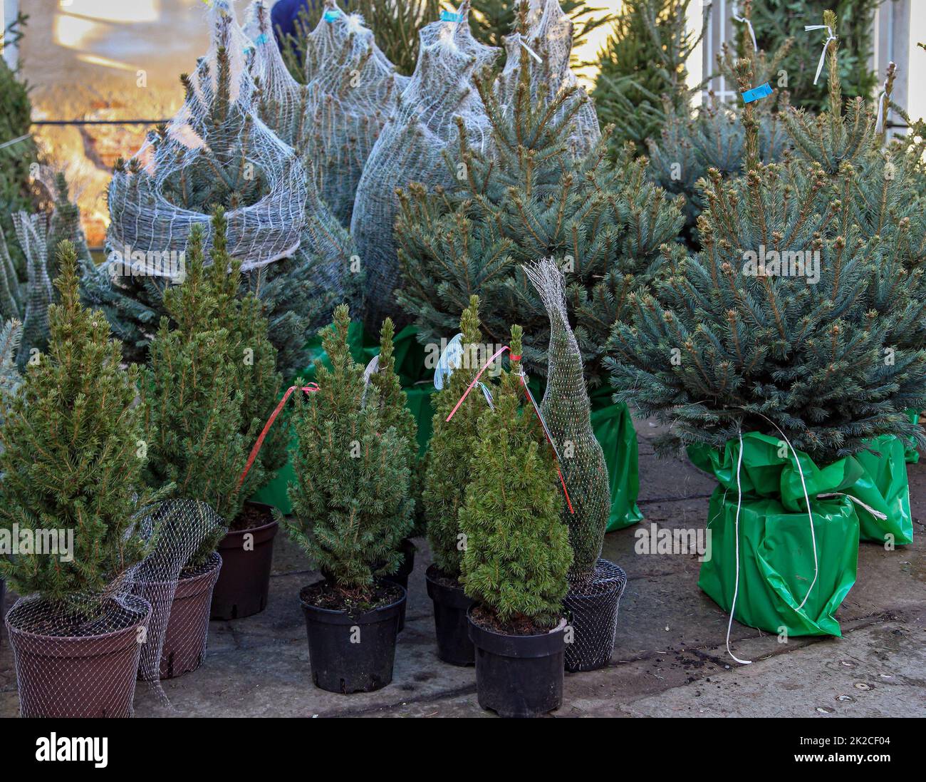 Christmas trees on market street Stock Photo - Alamy