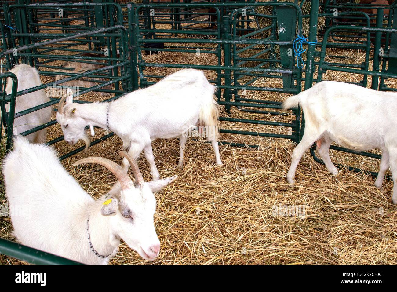 White goats in farm enclosure Stock Photo - Alamy