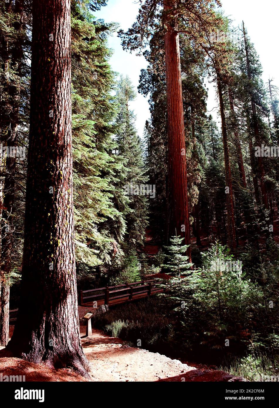 Giant Sequoia Trees Stock Photo - Alamy