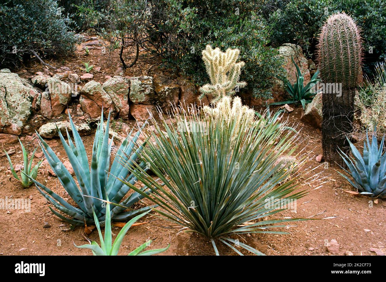 Century Plant Prickly Pear and Saguaro Cactus Stock Photo - Alamy