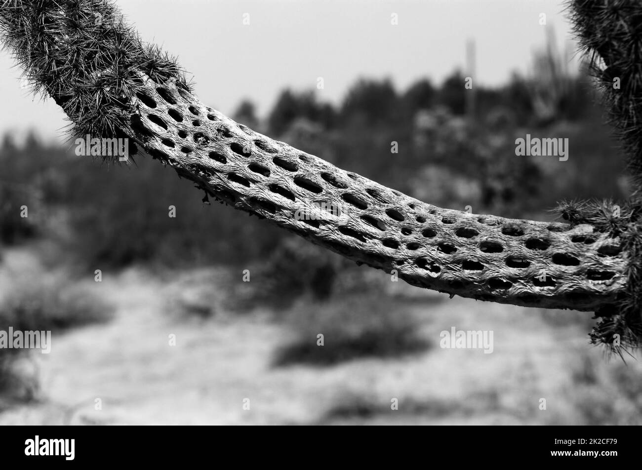 Saguaro cactus skeleton Black and White Stock Photos & Images - Alamy