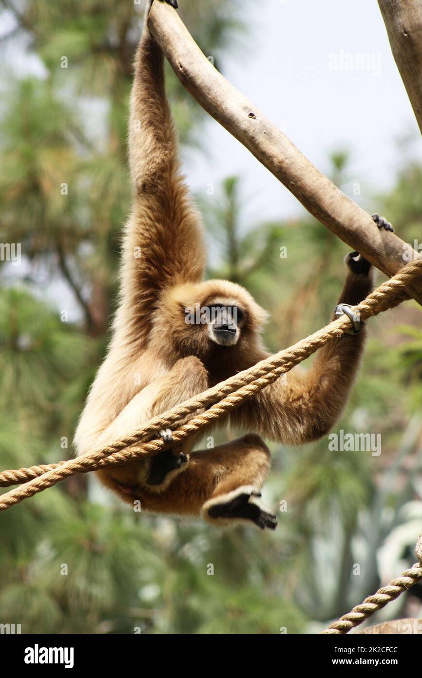 Weisshandgibbon hi-res stock photography and images - Alamy