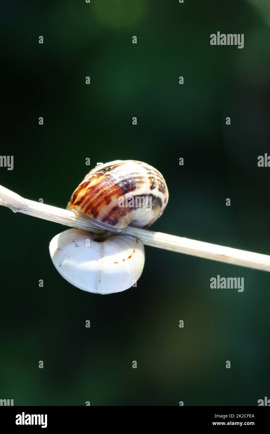 Protostome hi-res stock photography and images - Alamy