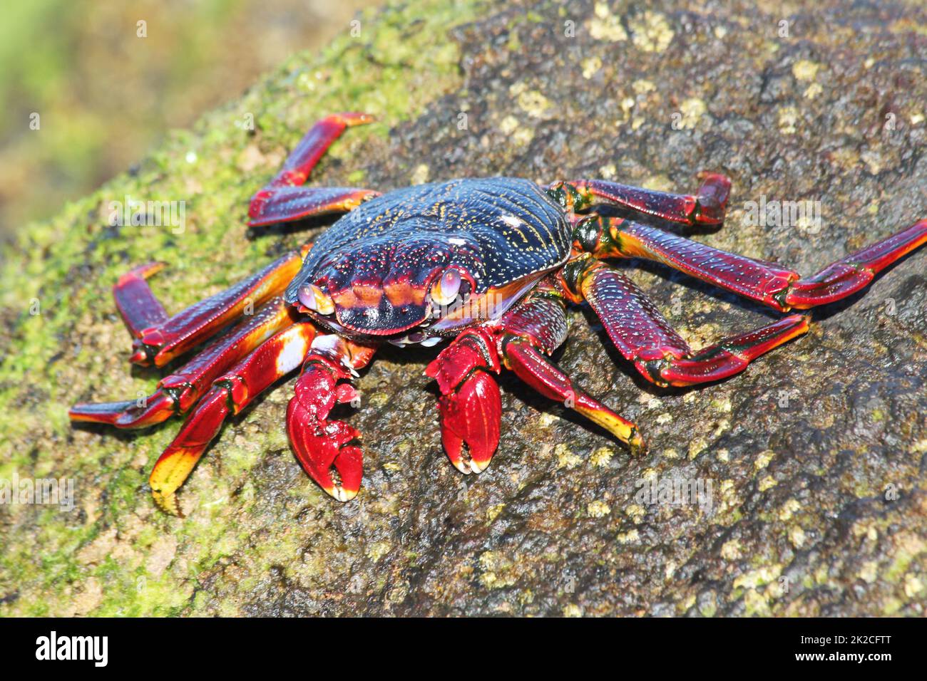 red rock crab Stock Photo - Alamy